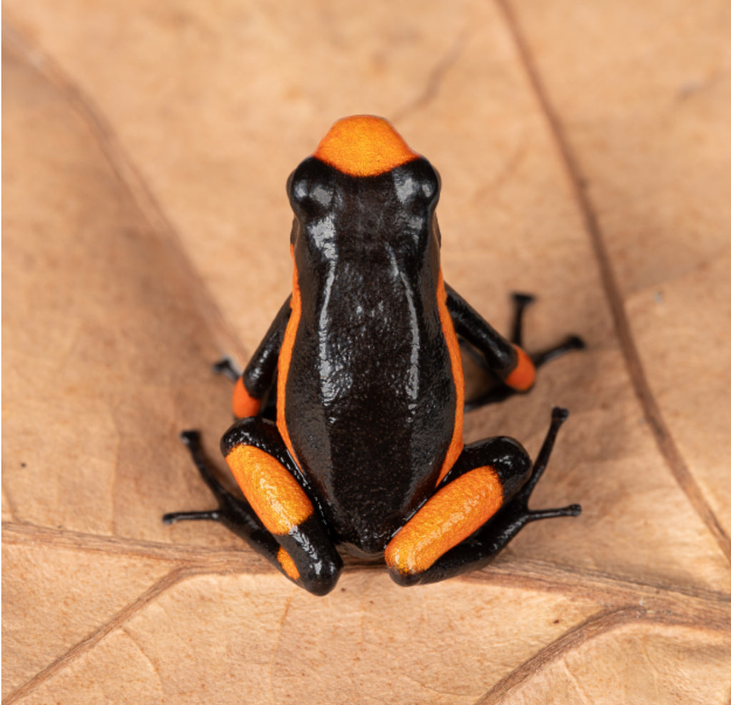 Oophaga — FrogDaddy