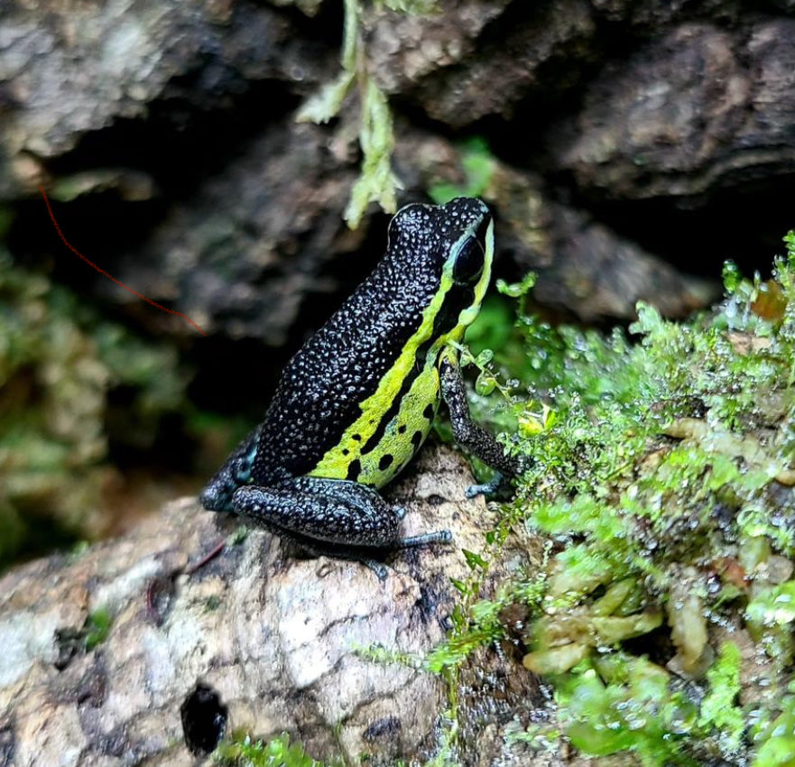 Ameerega pongoensis - Tadpole — FrogDaddy