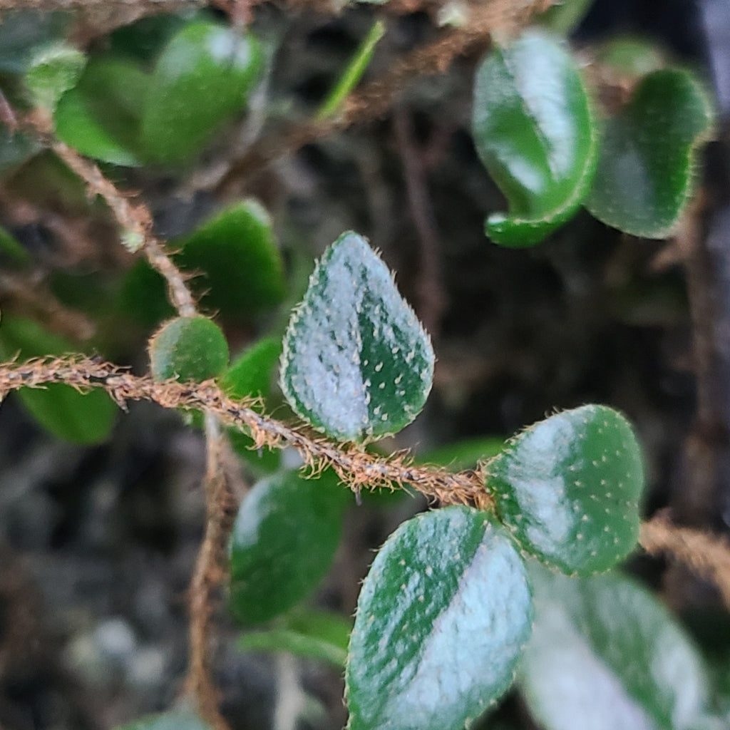 Micro Ferns — FrogDaddy