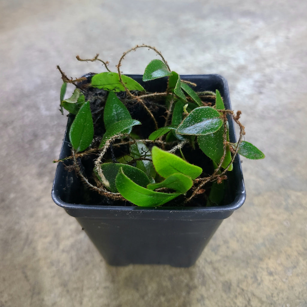 Micro Ferns — FrogDaddy