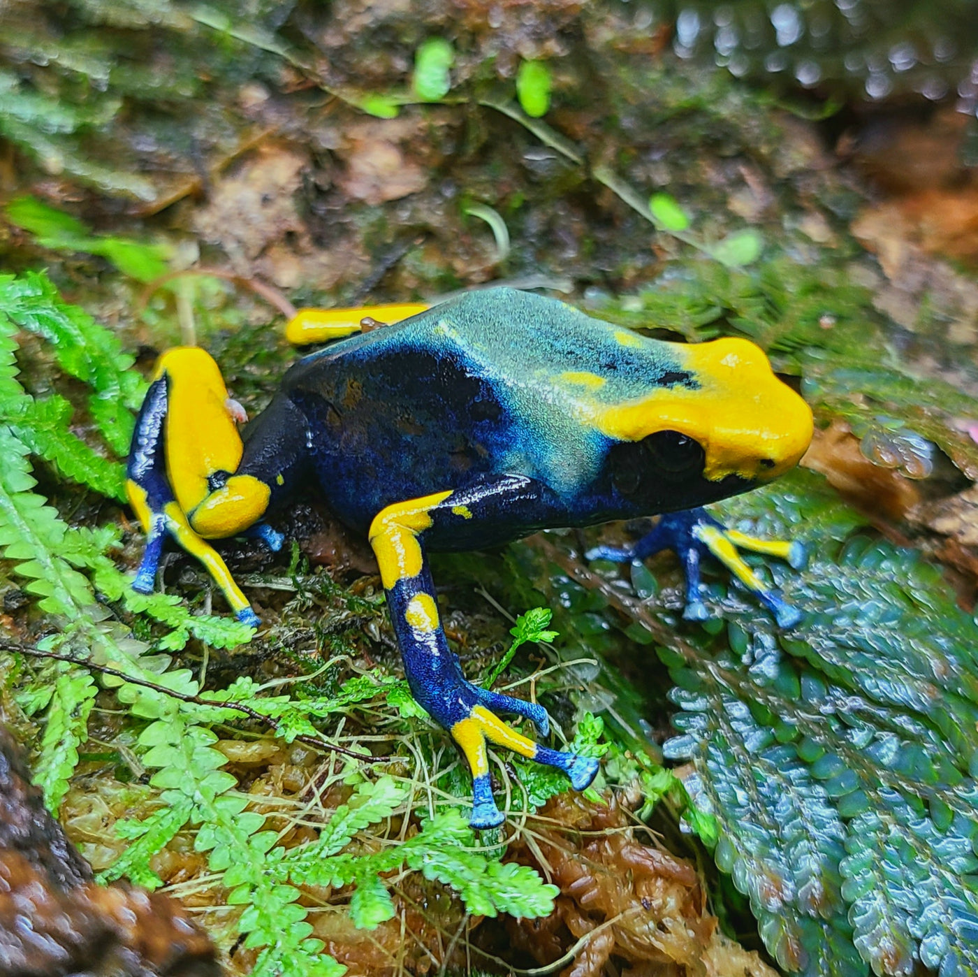 Dendrobates tinctorius "Tumucumaque - Peacock” – FrogDaddy
