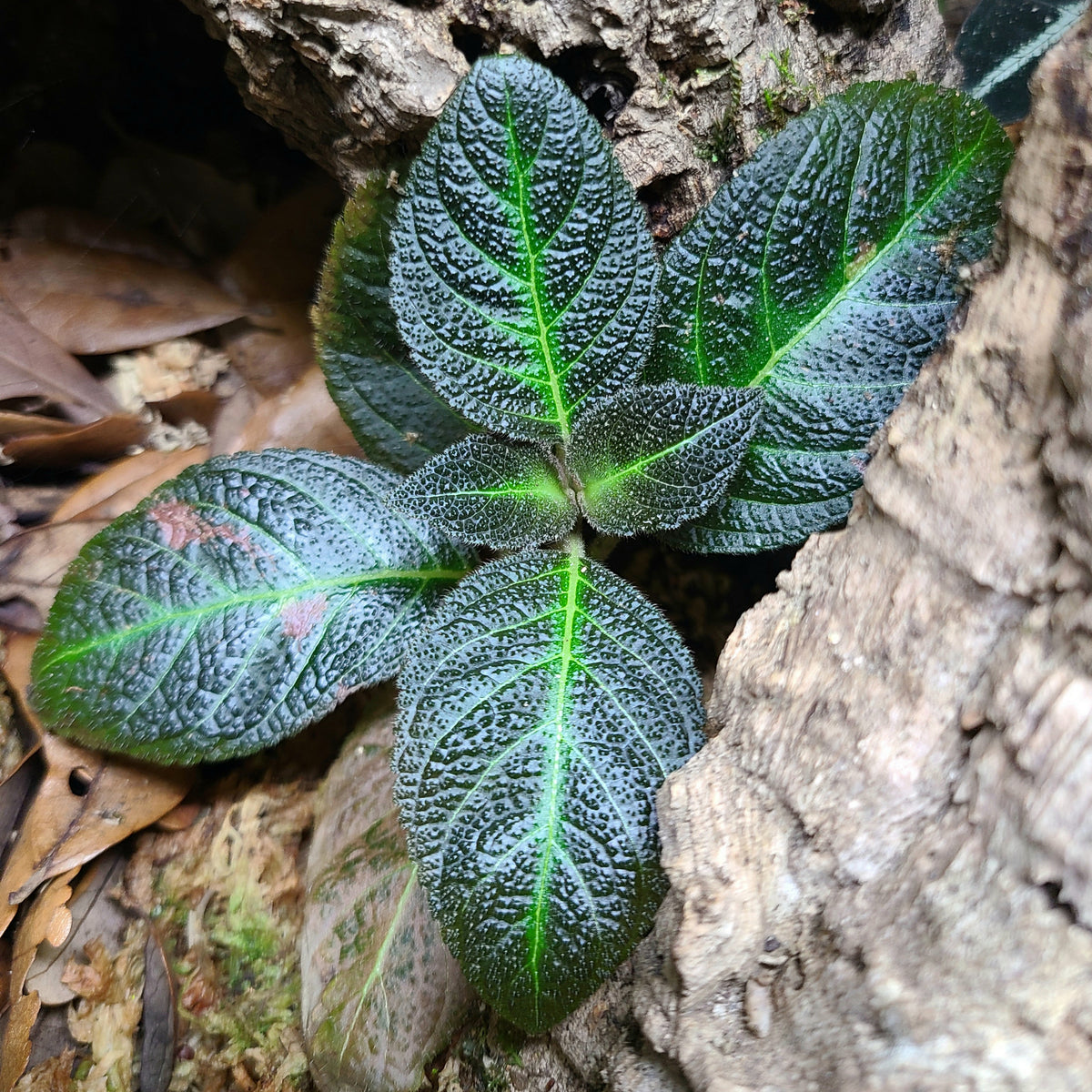 Pearcea sp. Black / Black Edge Terrarium Plant | FrogDaddy