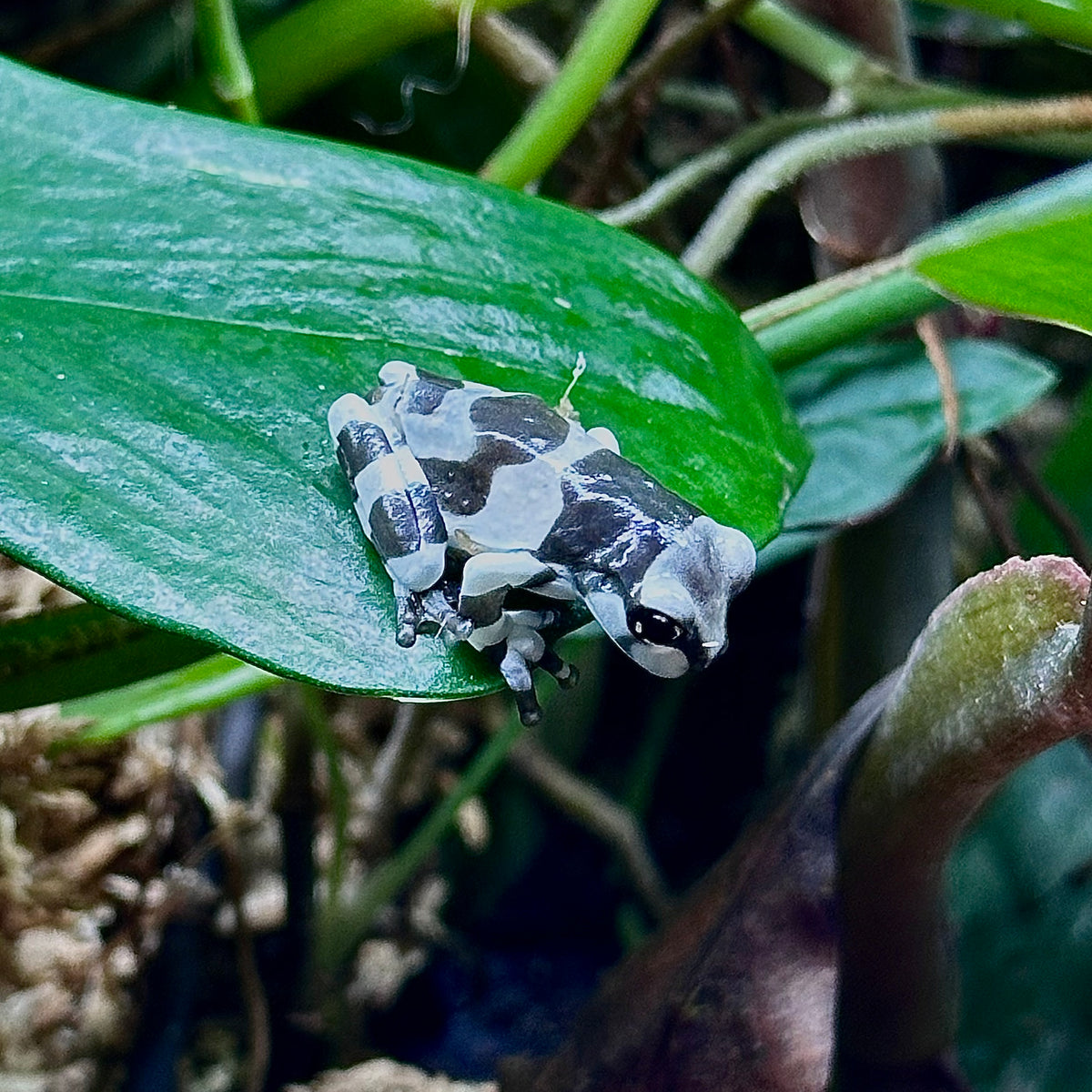 Trachycephalus resinifictrix - Amazon Milk Frog | FrogDaddy