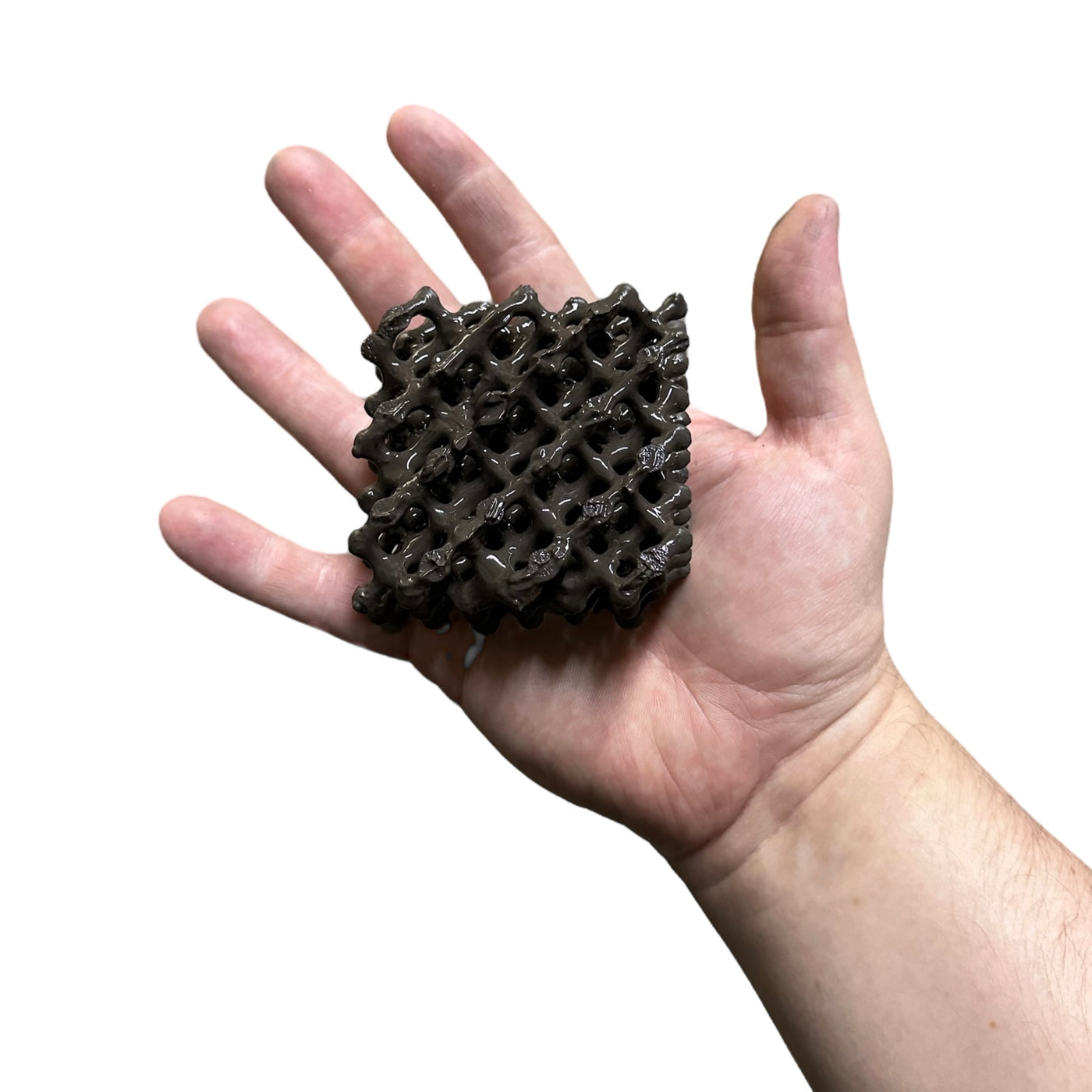 Your Premier Source for Frogs, Plants, and Terrarium Supplies – FrogDaddy