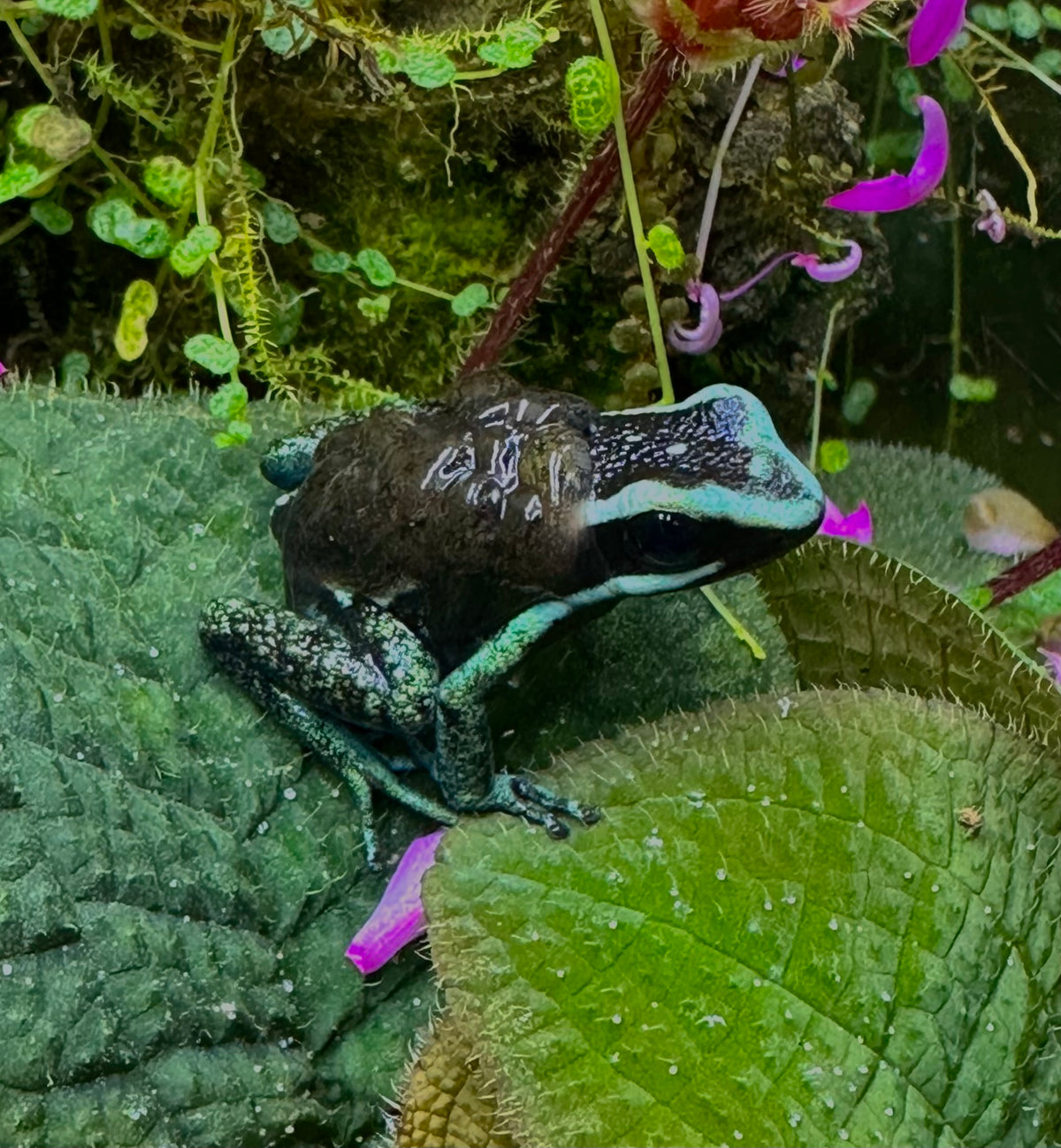 AVAILABLE NOW - Frogs – FrogDaddy