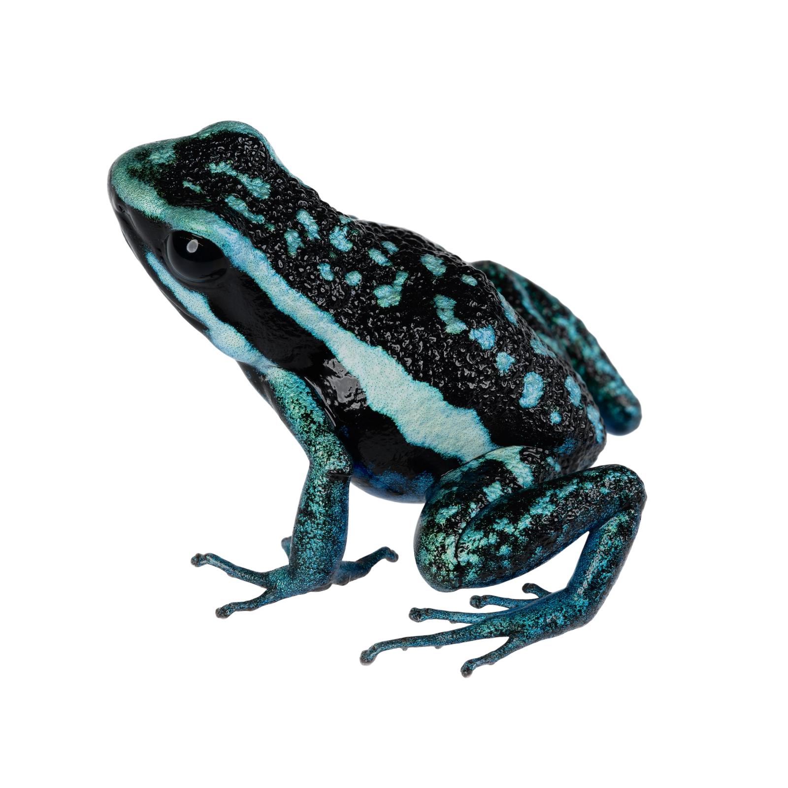 Frogs – FrogDaddy