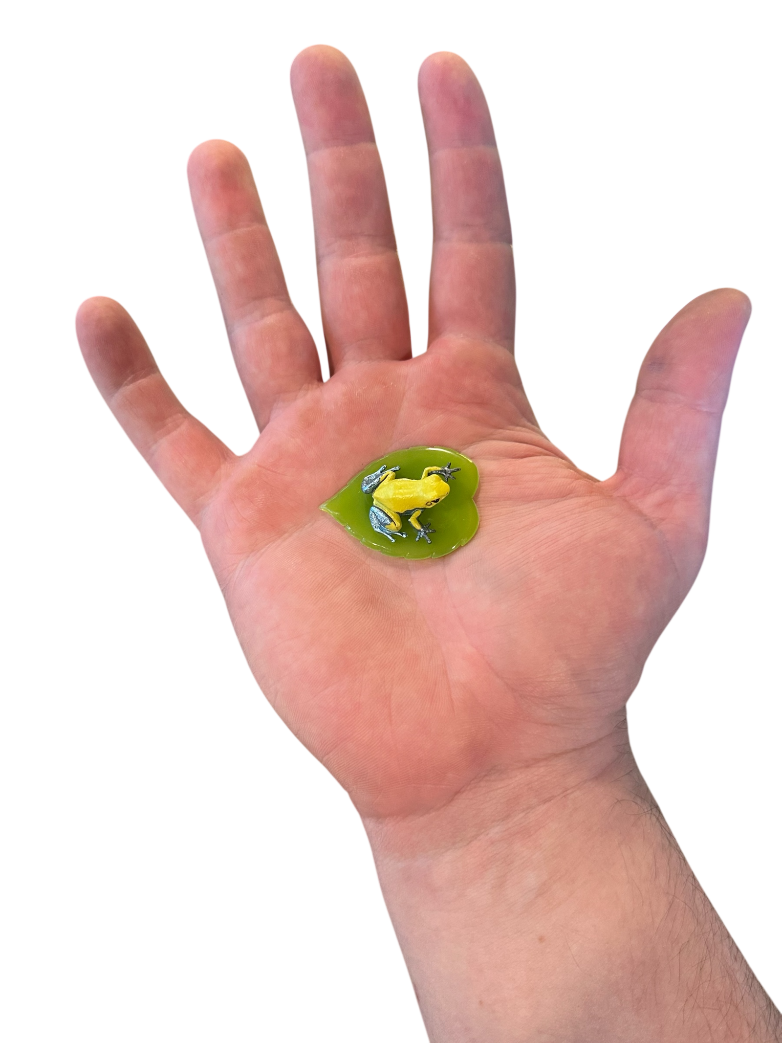Your Premier Source for Frogs, Plants, and Terrarium Supplies – FrogDaddy