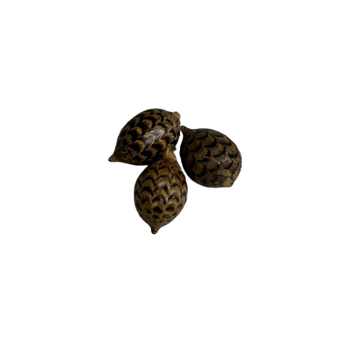 Lizard Pod | FrogDaddy
