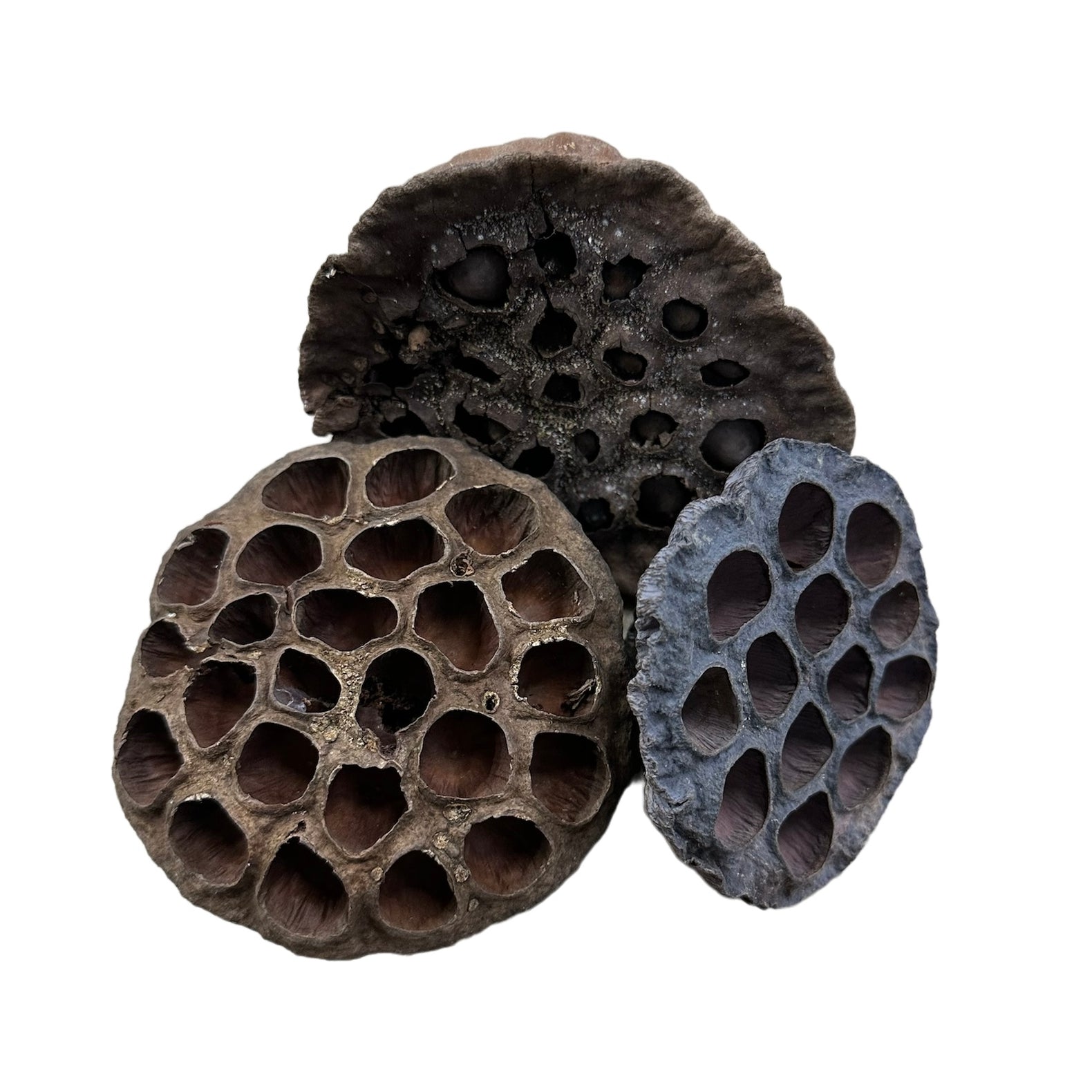 Lotus Head Seed Pod — FrogDaddy
