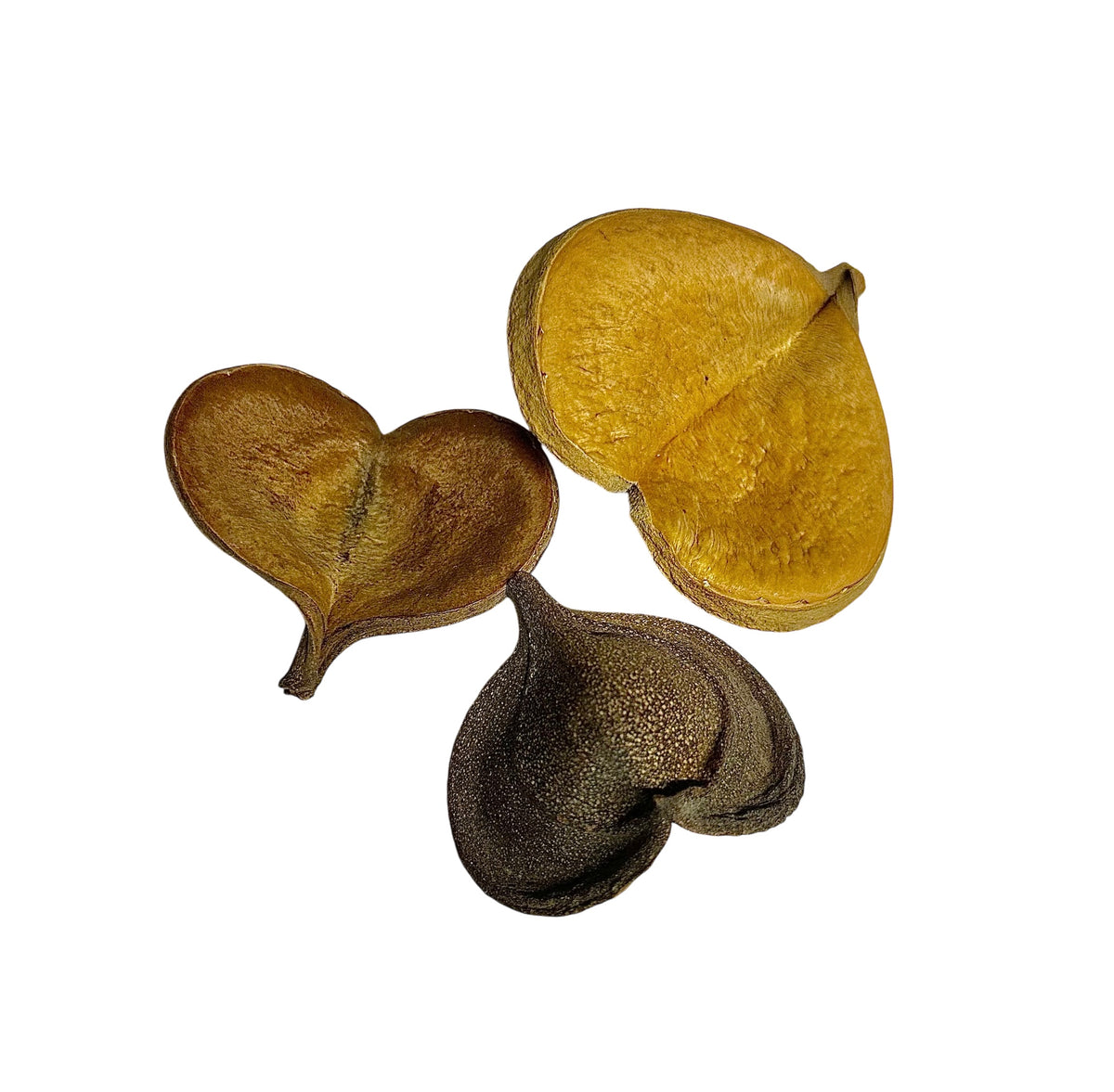 Pintado Heart Pod — FrogDaddy