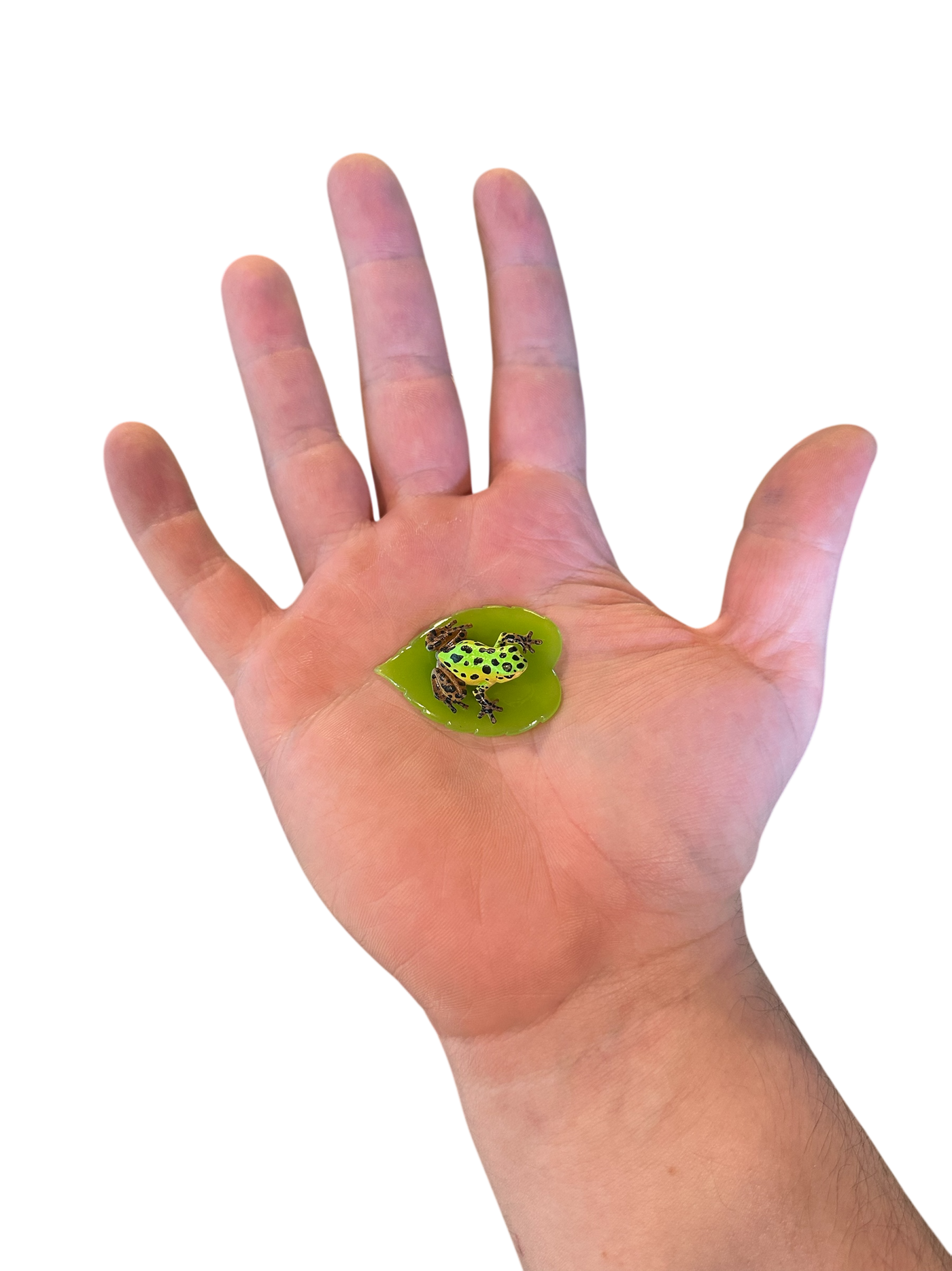 Your Premier Source for Frogs, Plants, and Terrarium Supplies – FrogDaddy