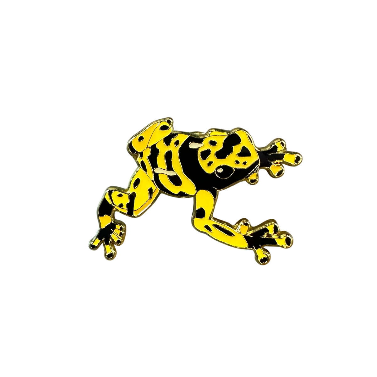 Your Premier Source for Frogs, Plants, and Terrarium Supplies – FrogDaddy