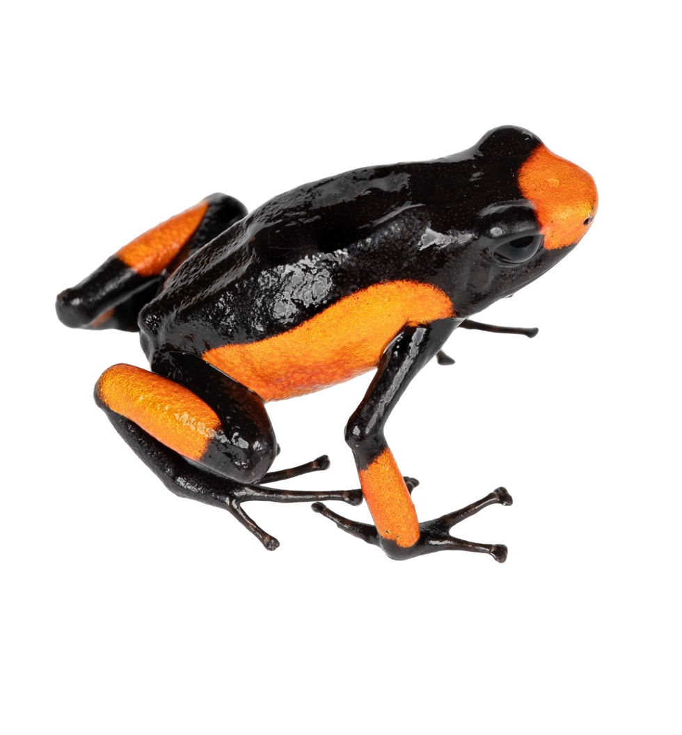 Oophaga – FrogDaddy