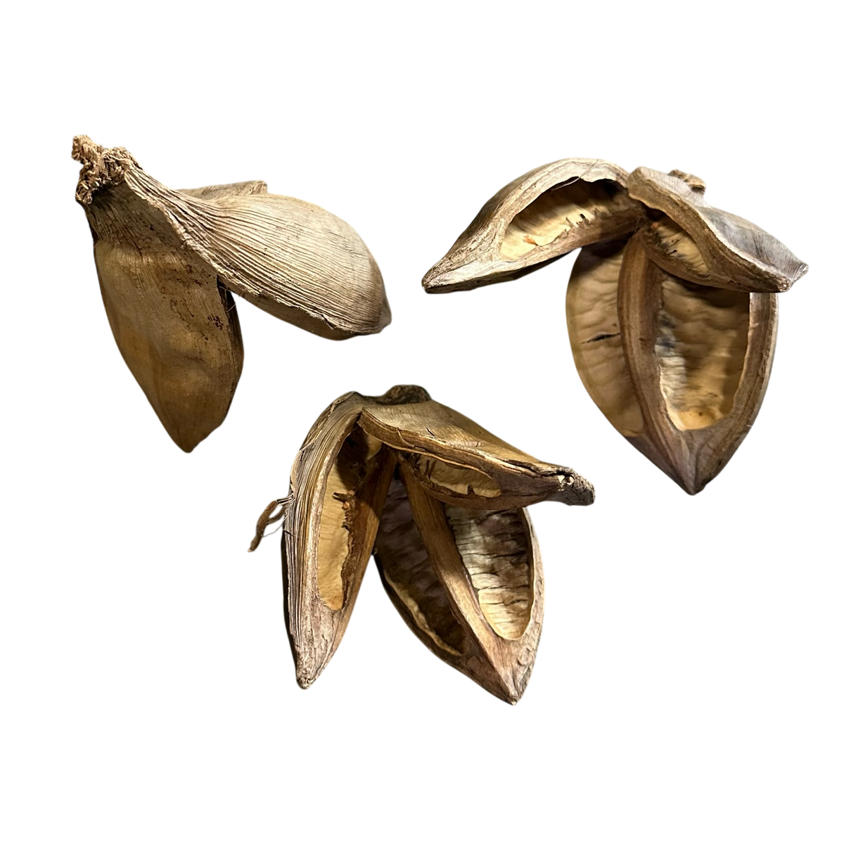 Large Star Pods | FrogDaddy