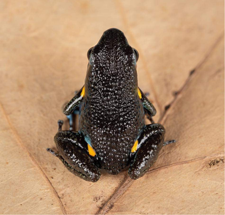 AVAILABLE NOW - Frogs – FrogDaddy