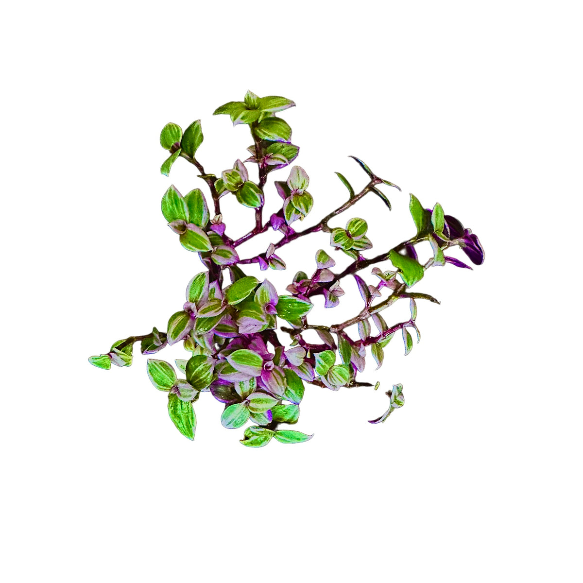 Callisia repens “Pink Lady” Terrarium Plant | FrogDaddy