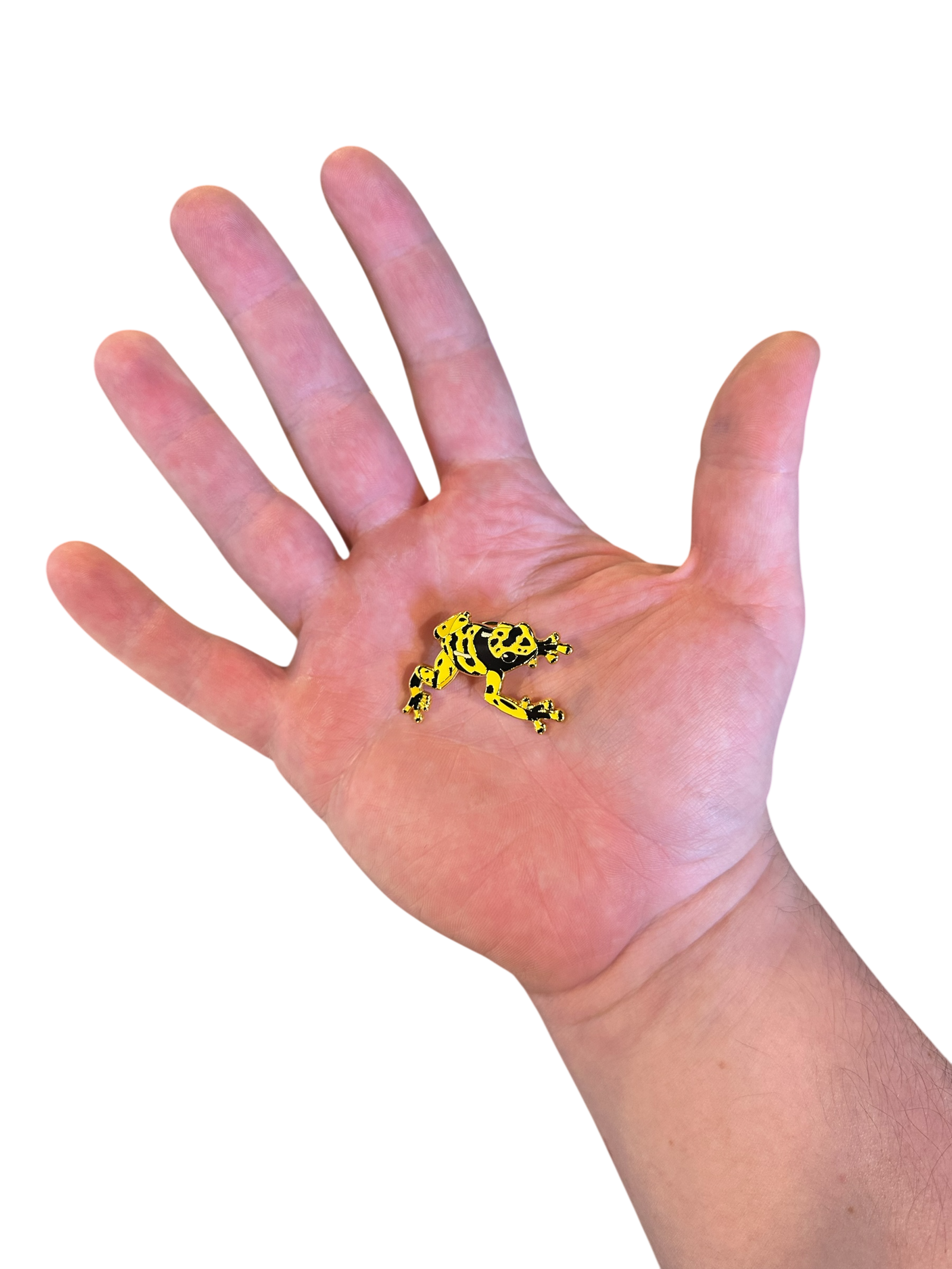 Your Premier Source for Frogs, Plants, and Terrarium Supplies – FrogDaddy