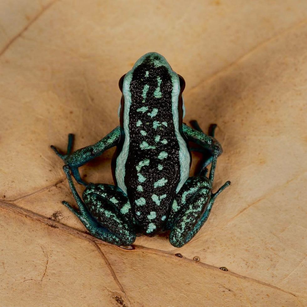 AVAILABLE NOW - Frogs – FrogDaddy