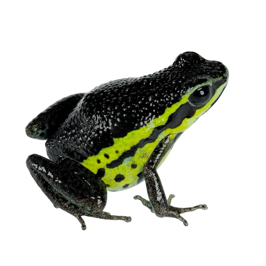 Ameerega pongoensis - Tadpole – FrogDaddy