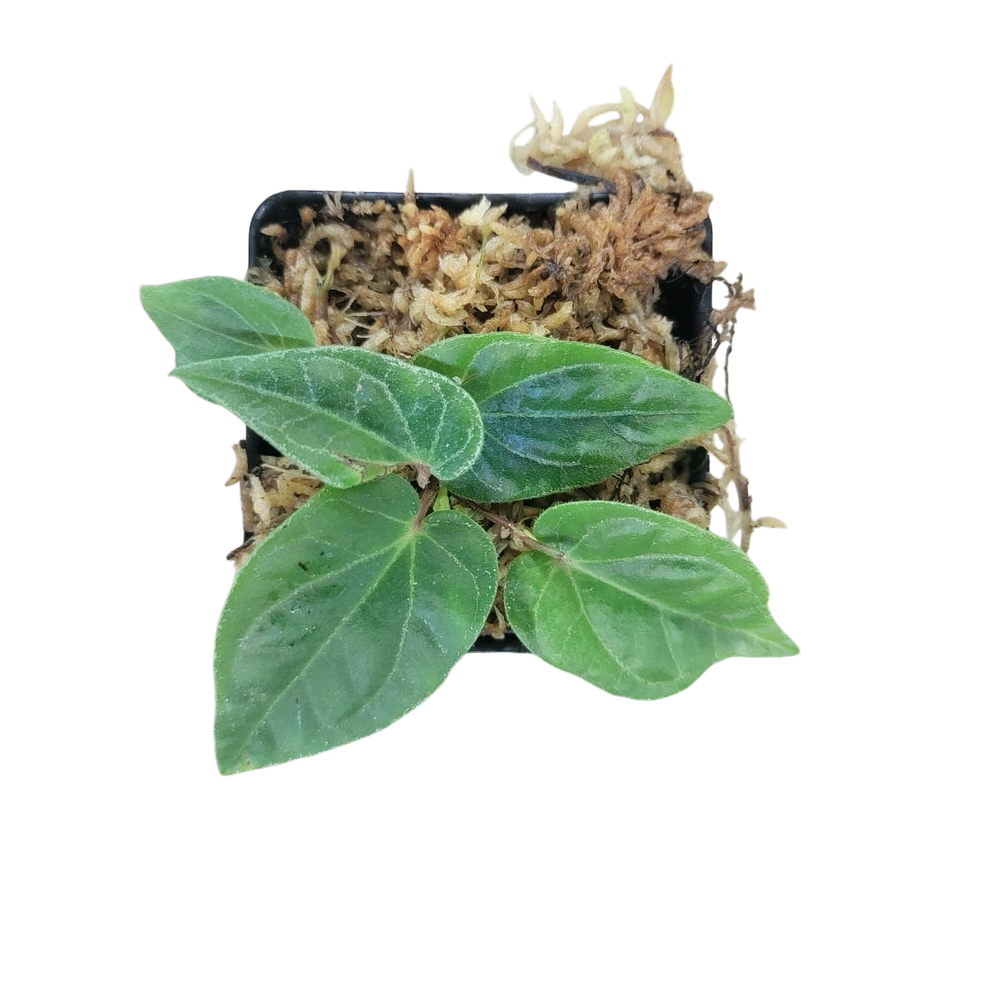 Piper sp. South Sumatra Green – FrogDaddy