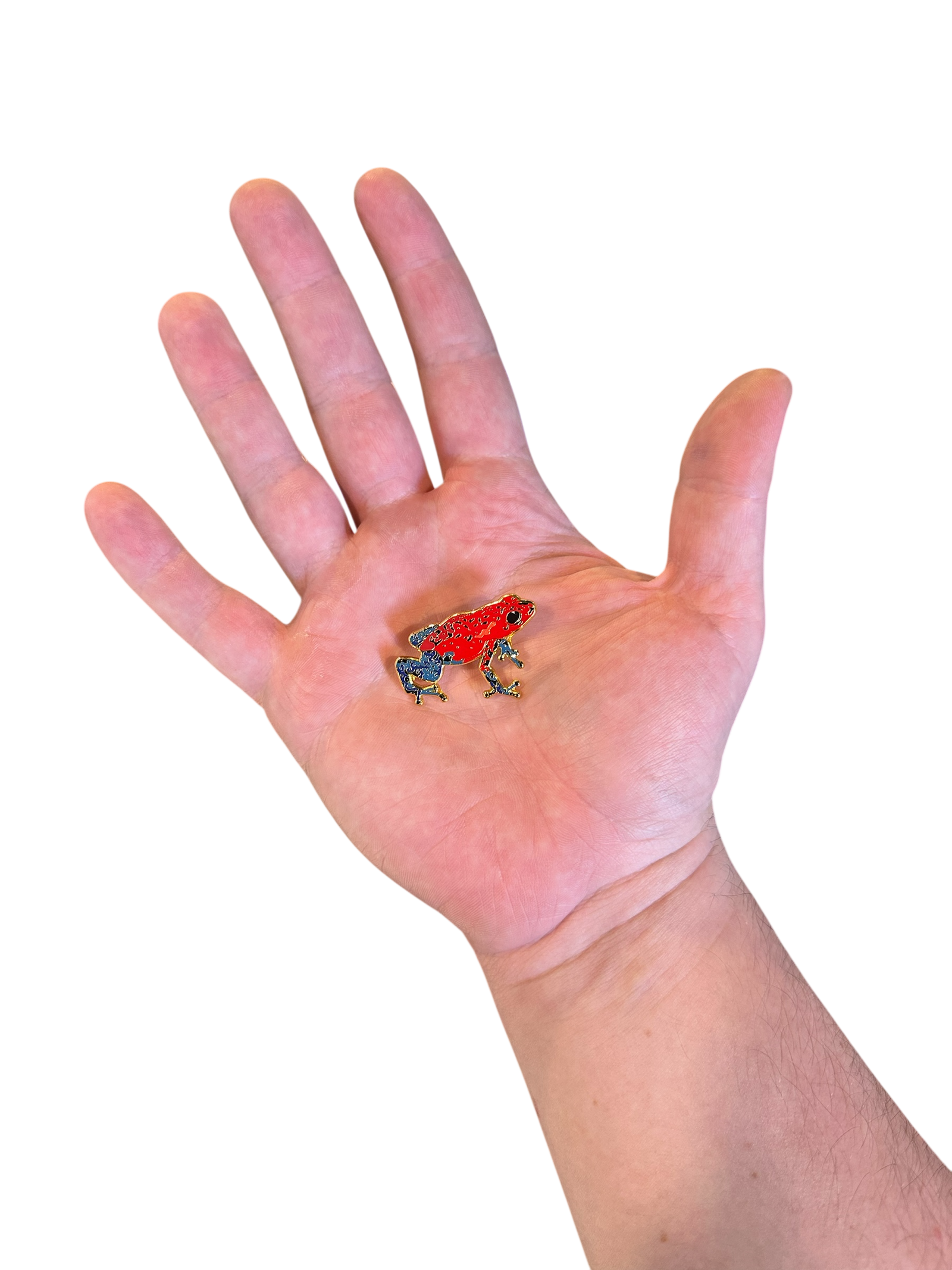 Your Premier Source for Frogs, Plants, and Terrarium Supplies – FrogDaddy