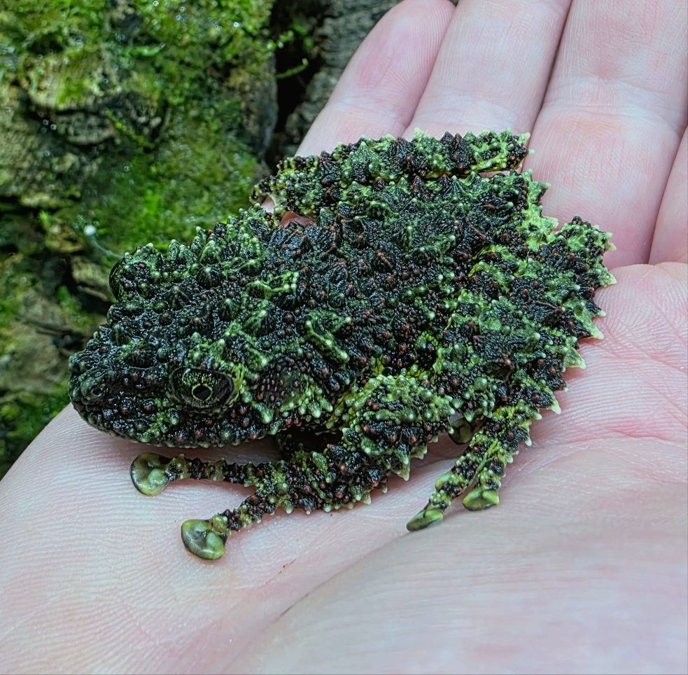 Theloderma corticale - Vietnamese Mossy Frog | FrogDaddy