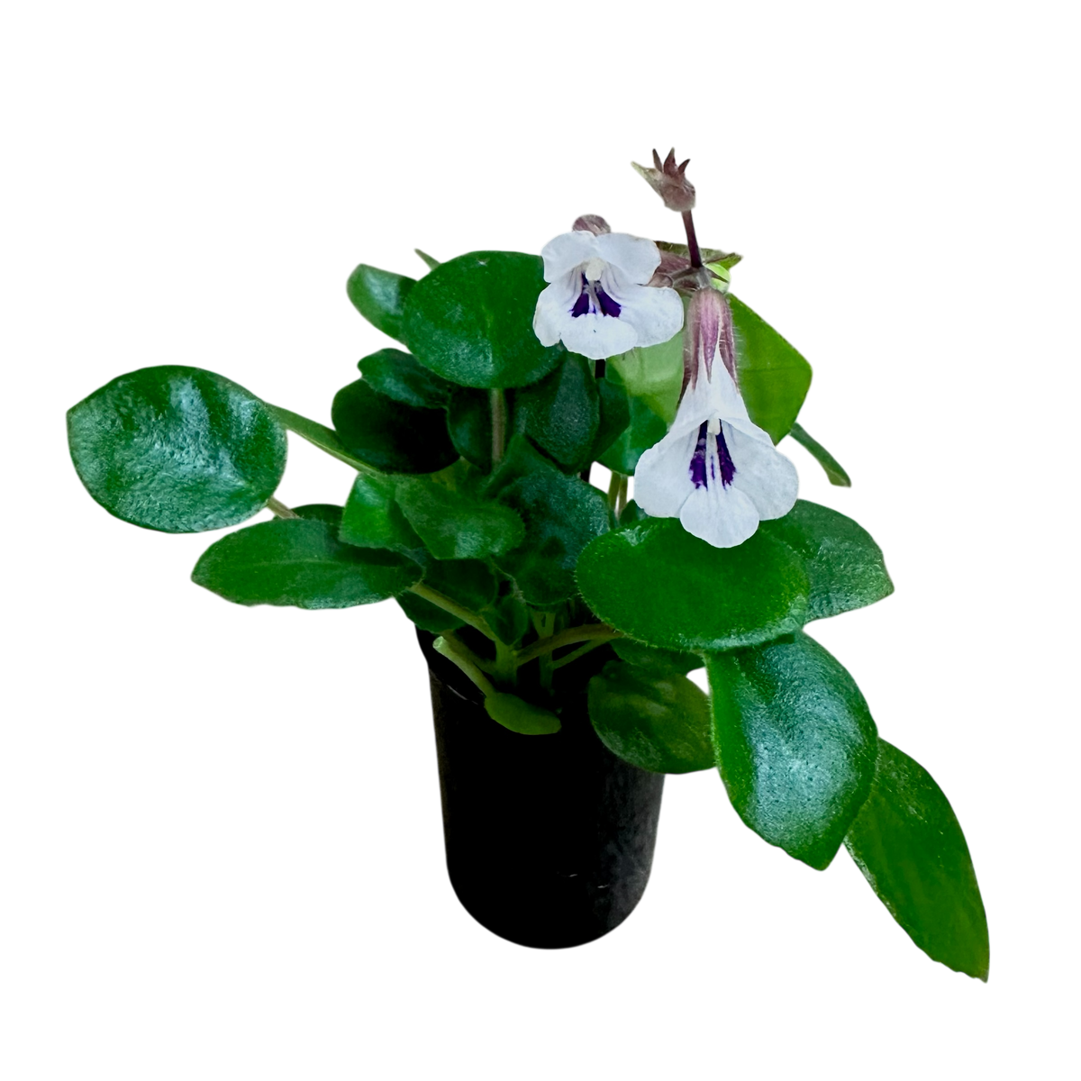 Metapetrocosmea tamiana Terrarium Plant | FrogDaddy