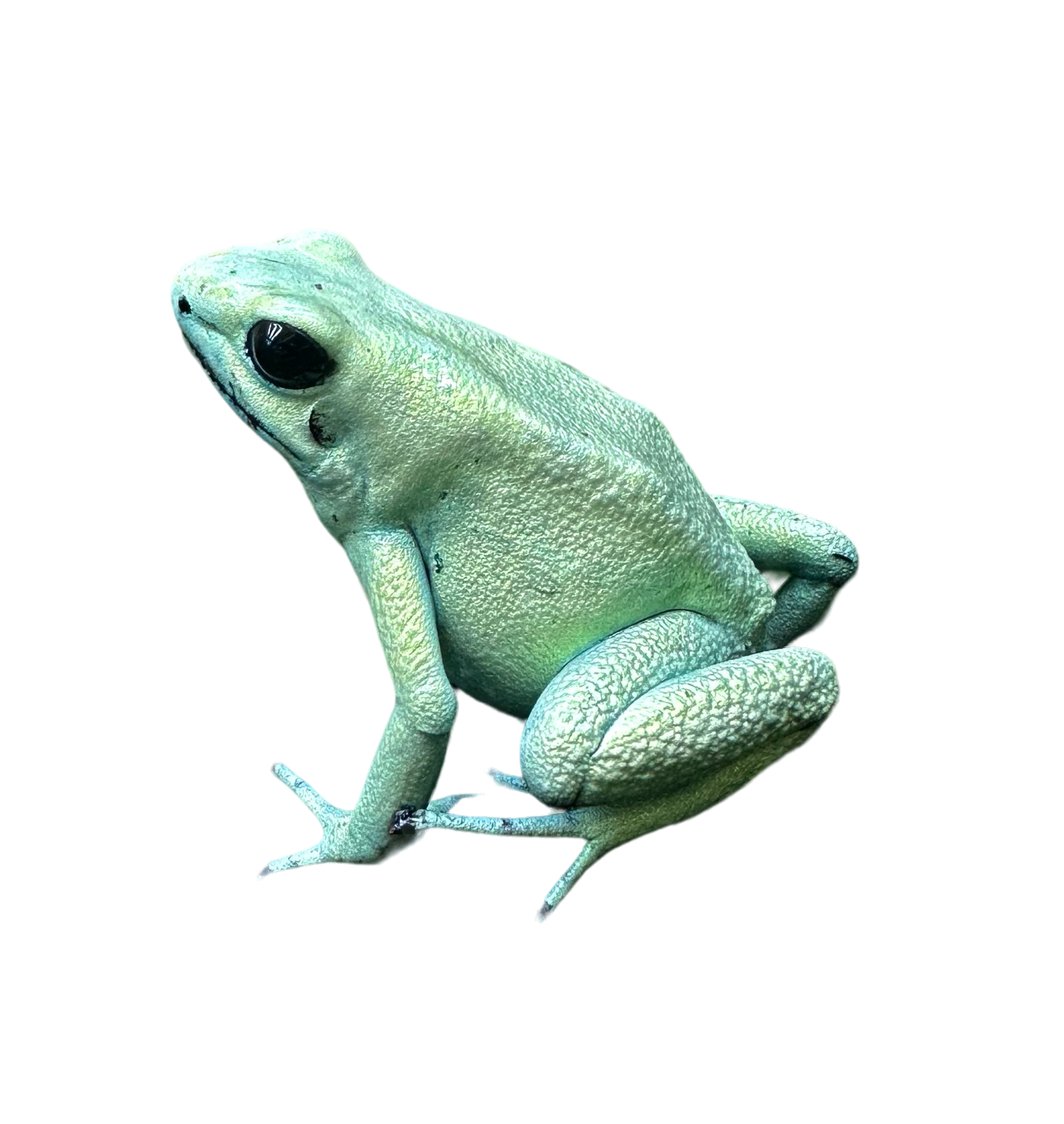 AVAILABLE NOW - Frogs – FrogDaddy