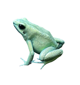 AVAILABLE NOW - Frogs – FrogDaddy