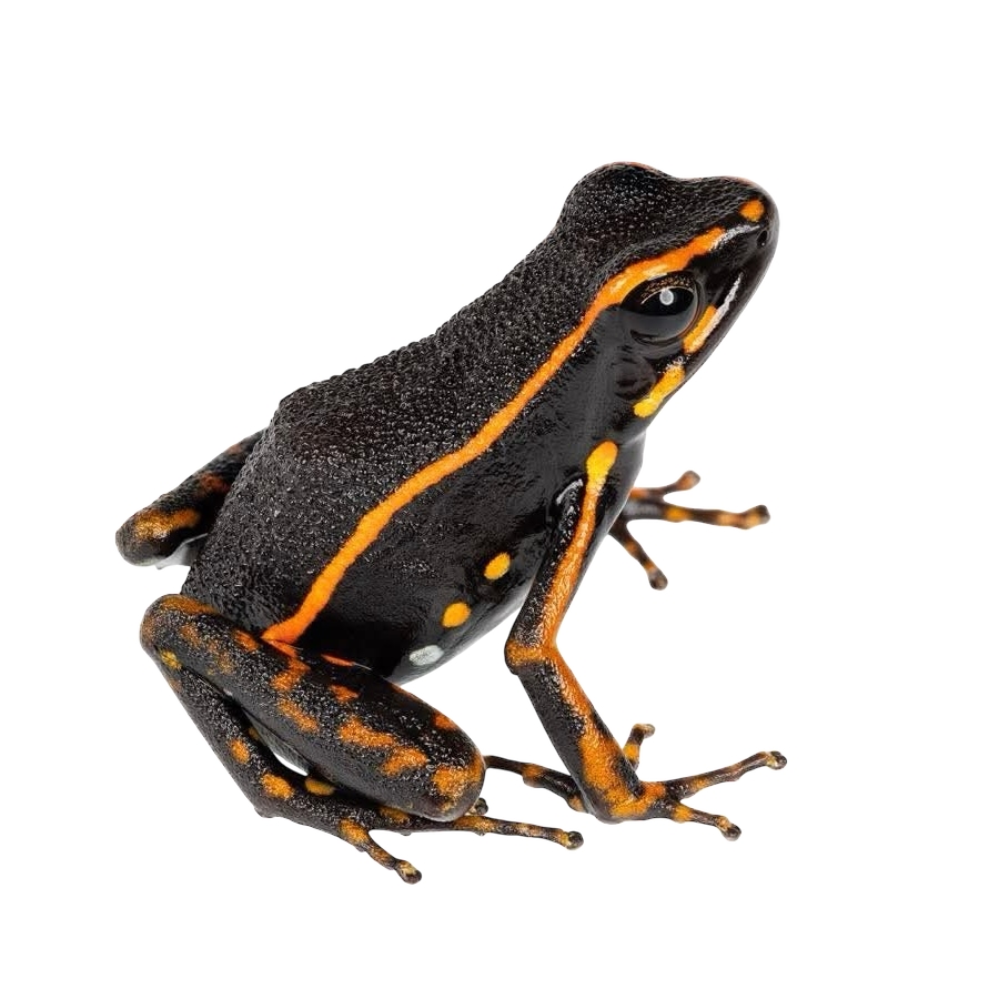 Ameerega trivittata “Orange” Tadpole – FrogDaddy