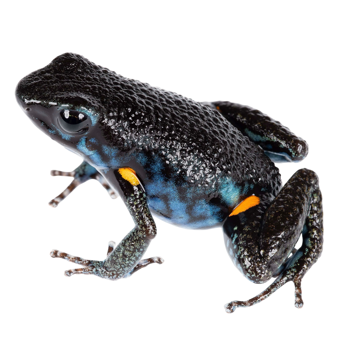 Ameerega ingeri – FrogDaddy