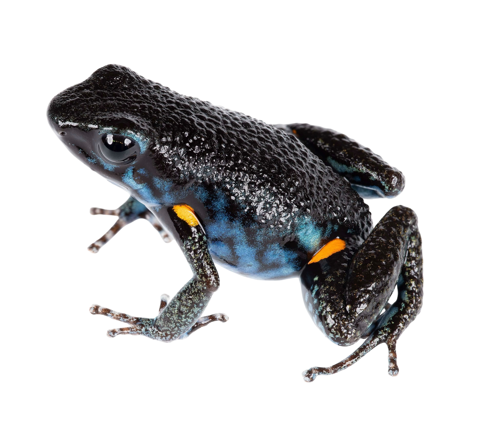 Frogs – FrogDaddy