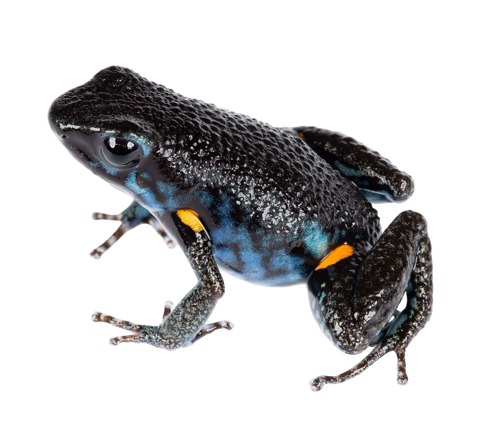 AVAILABLE NOW - Frogs – FrogDaddy