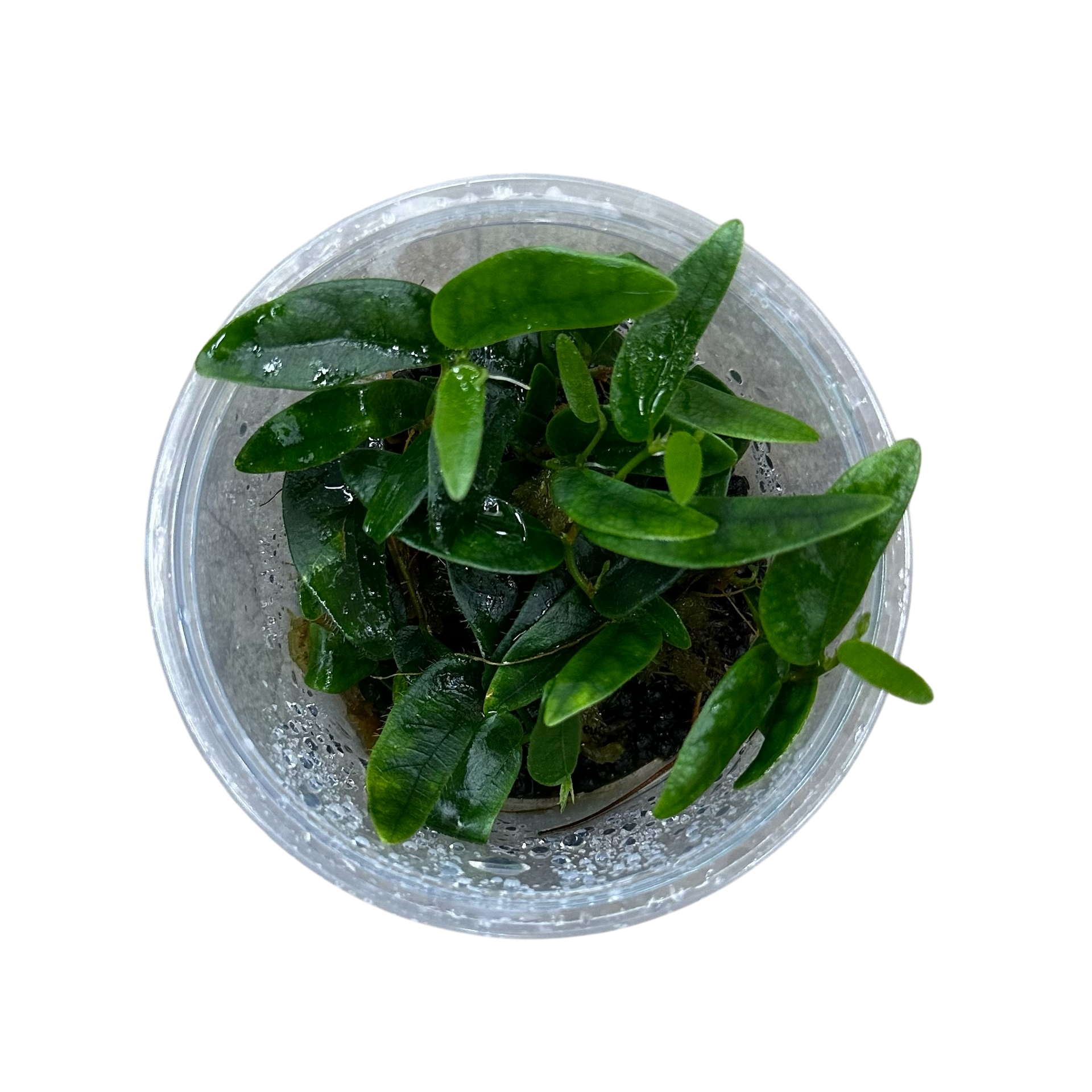 Ficus ruginervia "Lance Leaf / sp. Panama" | FrogDaddy