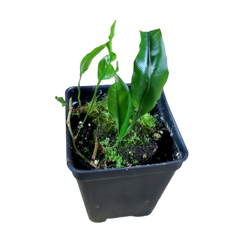 Micro Ferns — FrogDaddy