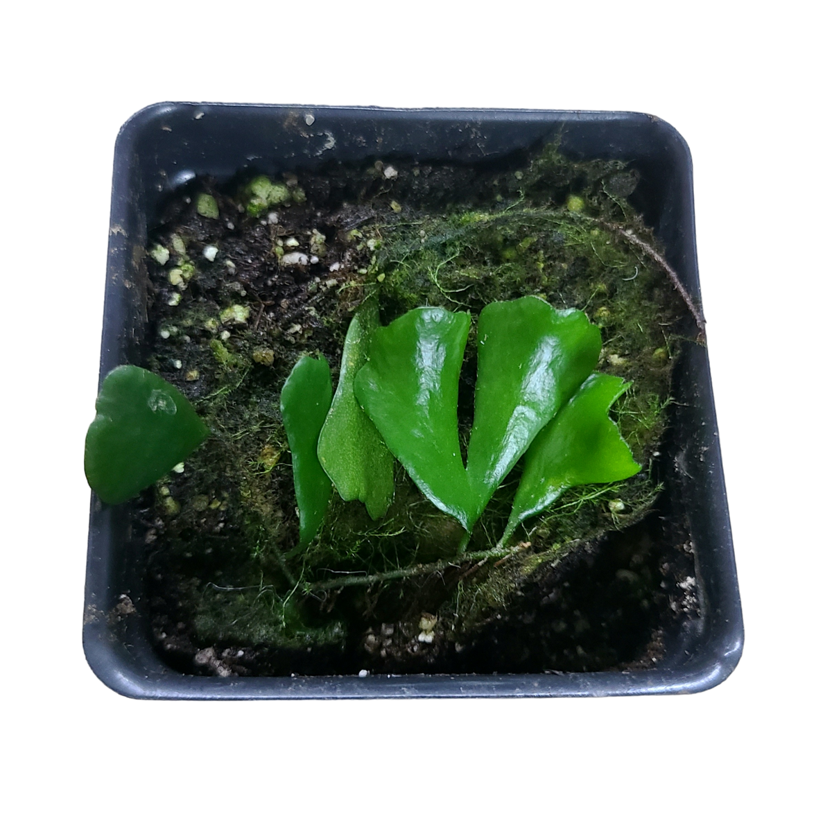 Ferns – FrogDaddy