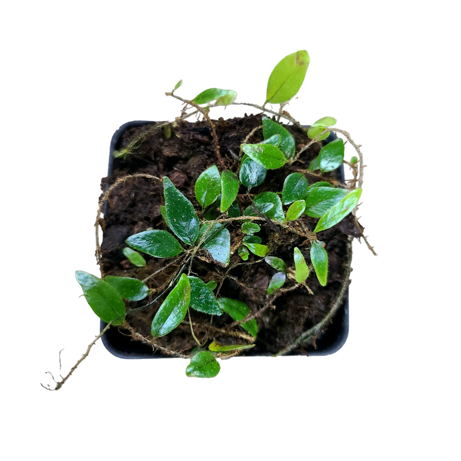 Micro Ferns — FrogDaddy