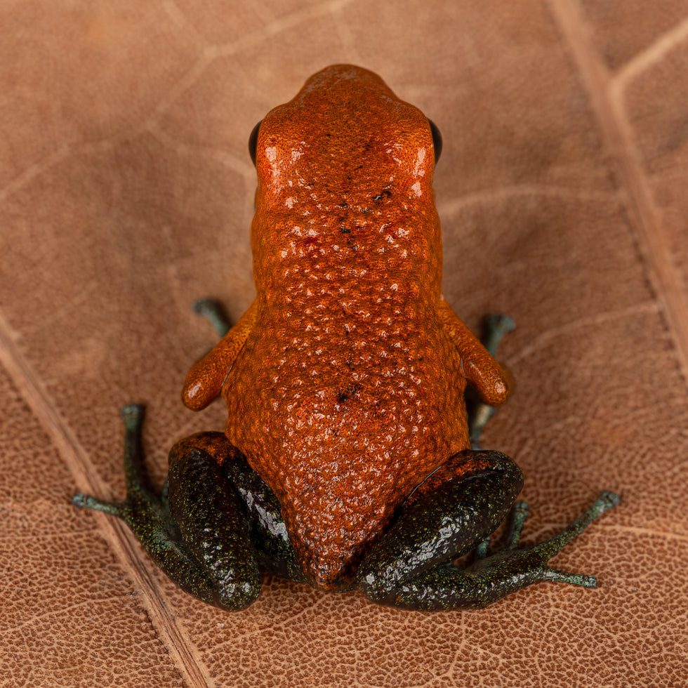 Oophaga – FrogDaddy