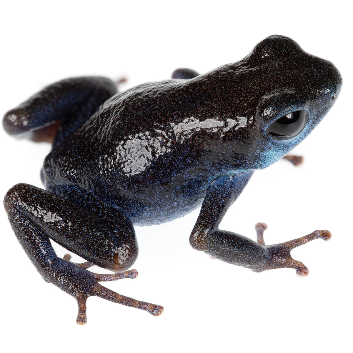 Oophaga pumilio "Cauchero" Dart Frog | FrogDaddy