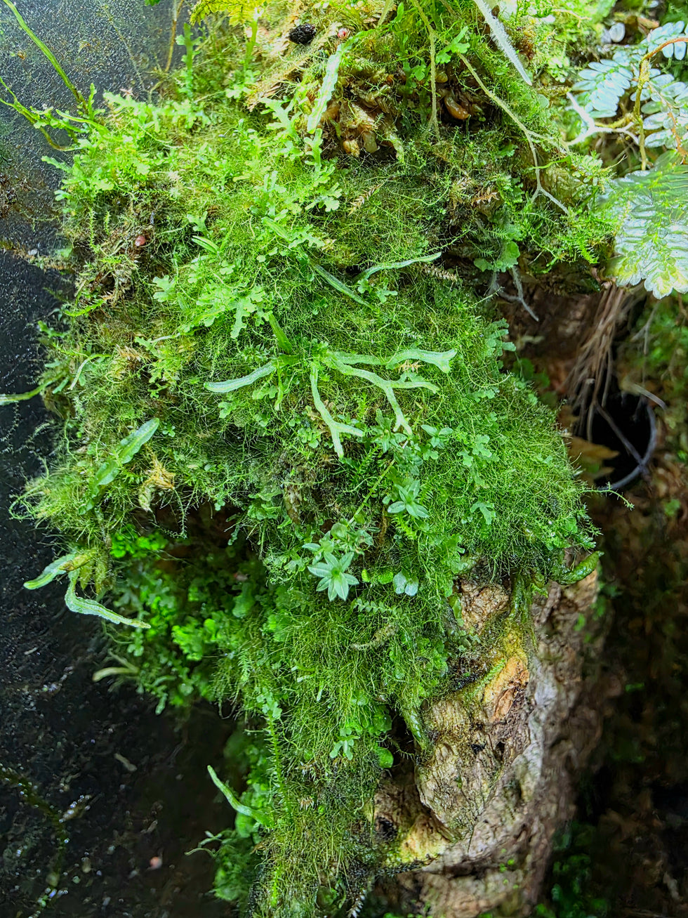 BryoBlend Premium Wet Moss Mix for Vivariums | FrogDaddy