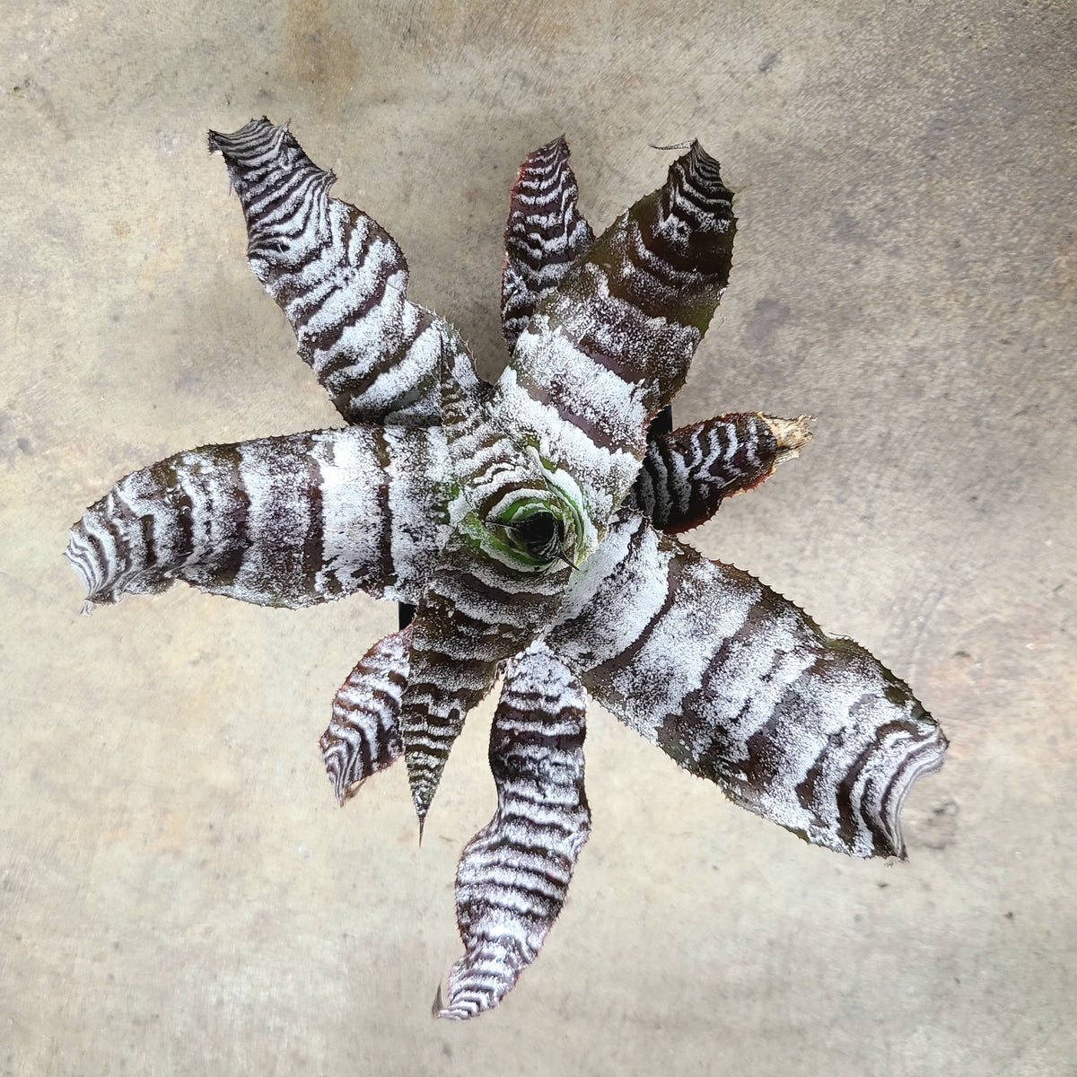 Cryptanthus "Absolute Zero" – FrogDaddy