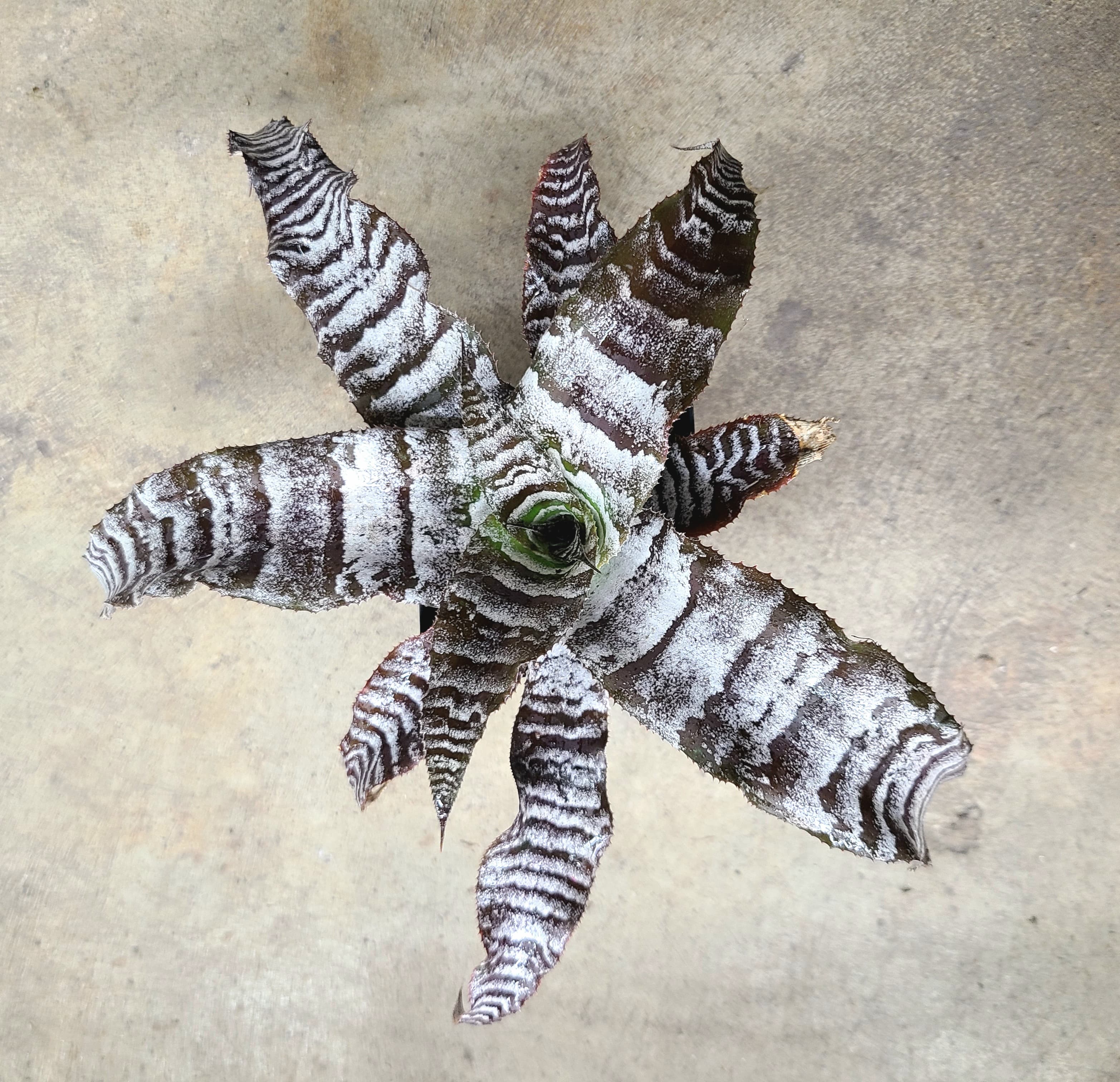 Cryptanthus "Absolute Zero" – FrogDaddy