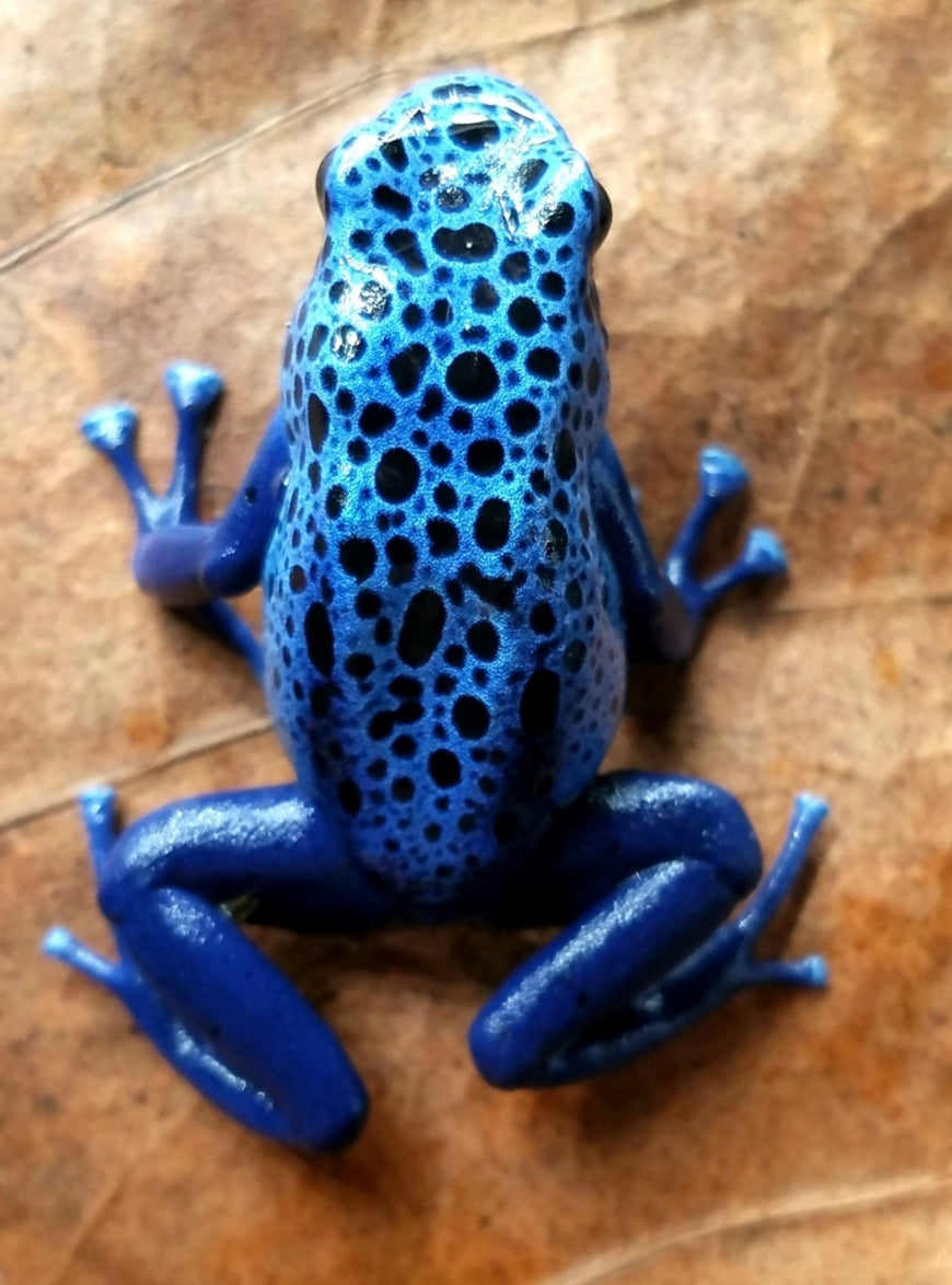 AVAILABLE NOW - Frogs — FrogDaddy