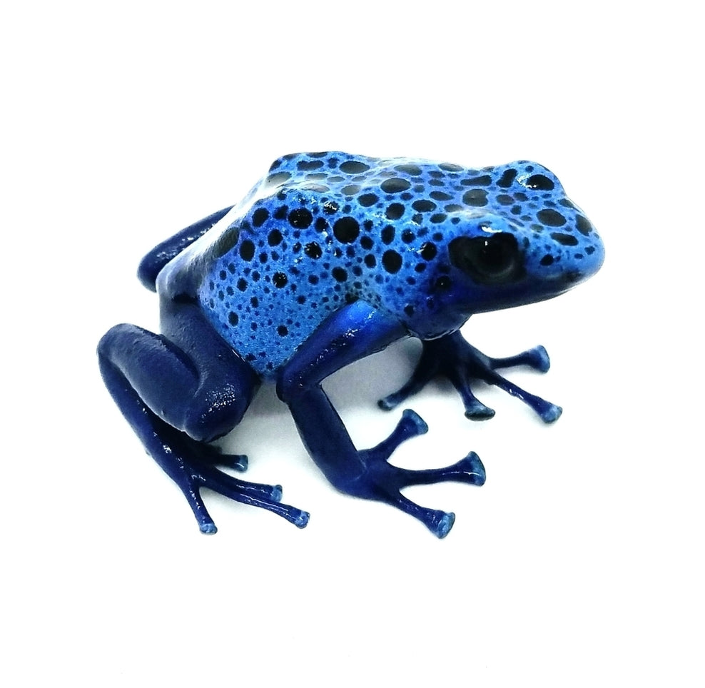 AVAILABLE NOW - Frogs — FrogDaddy