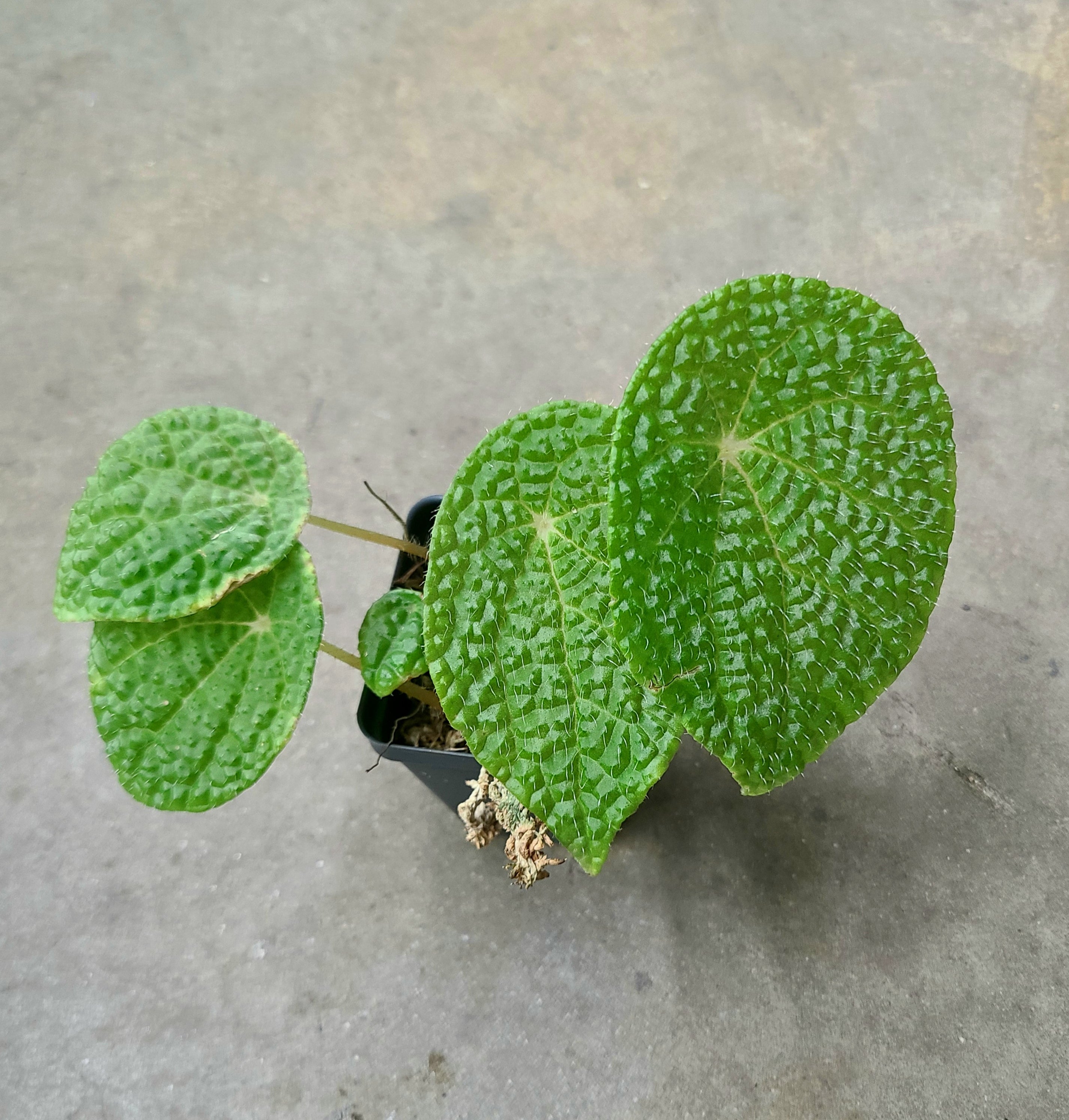 Begonia microsperma — FrogDaddy