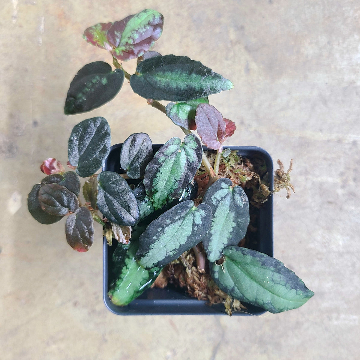 Procris (Pellionia) repens var. repens – FrogDaddy