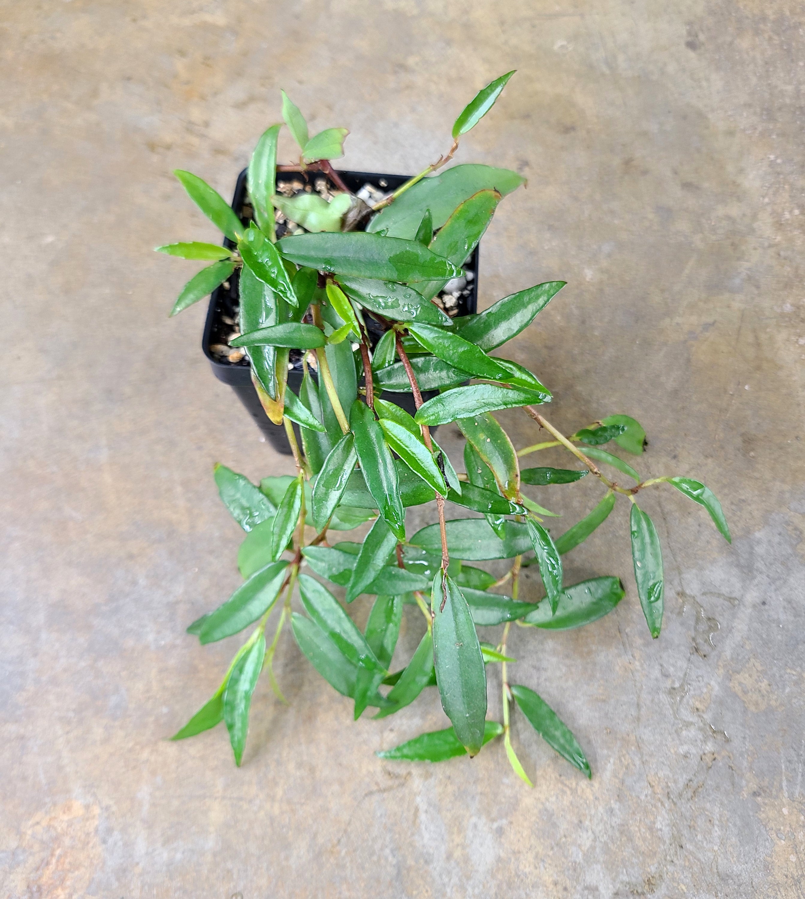 Begonia polygonoides — FrogDaddy