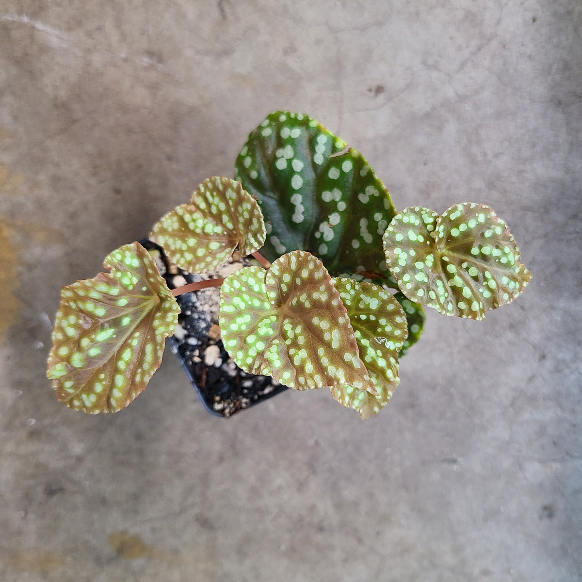 Begonia U641 Terrarium Plant | FrogDaddy