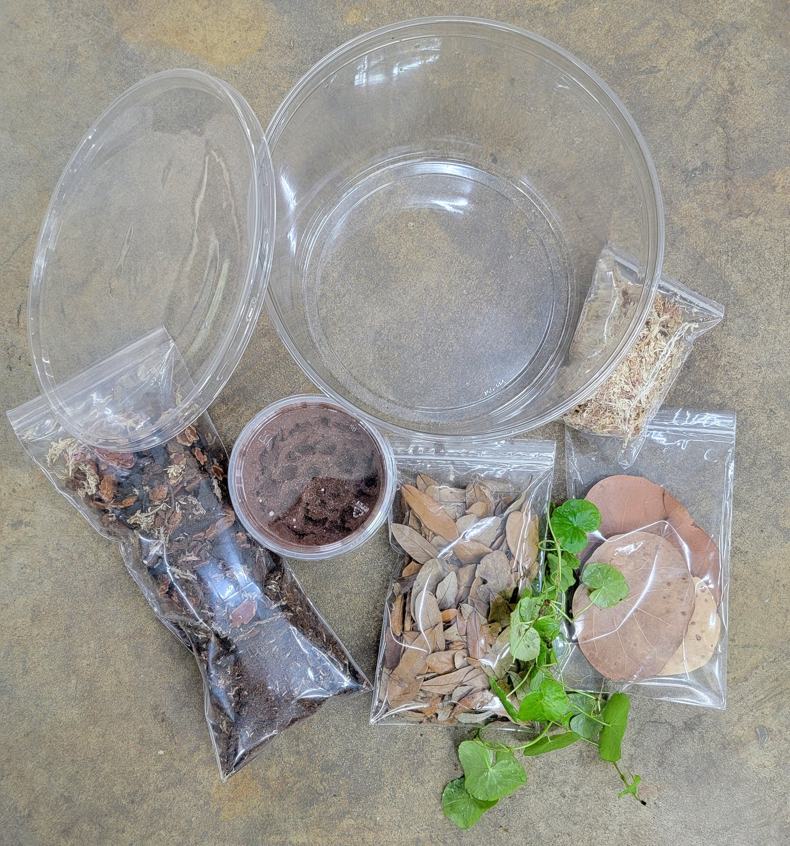 Breeding Supplies — FrogDaddy