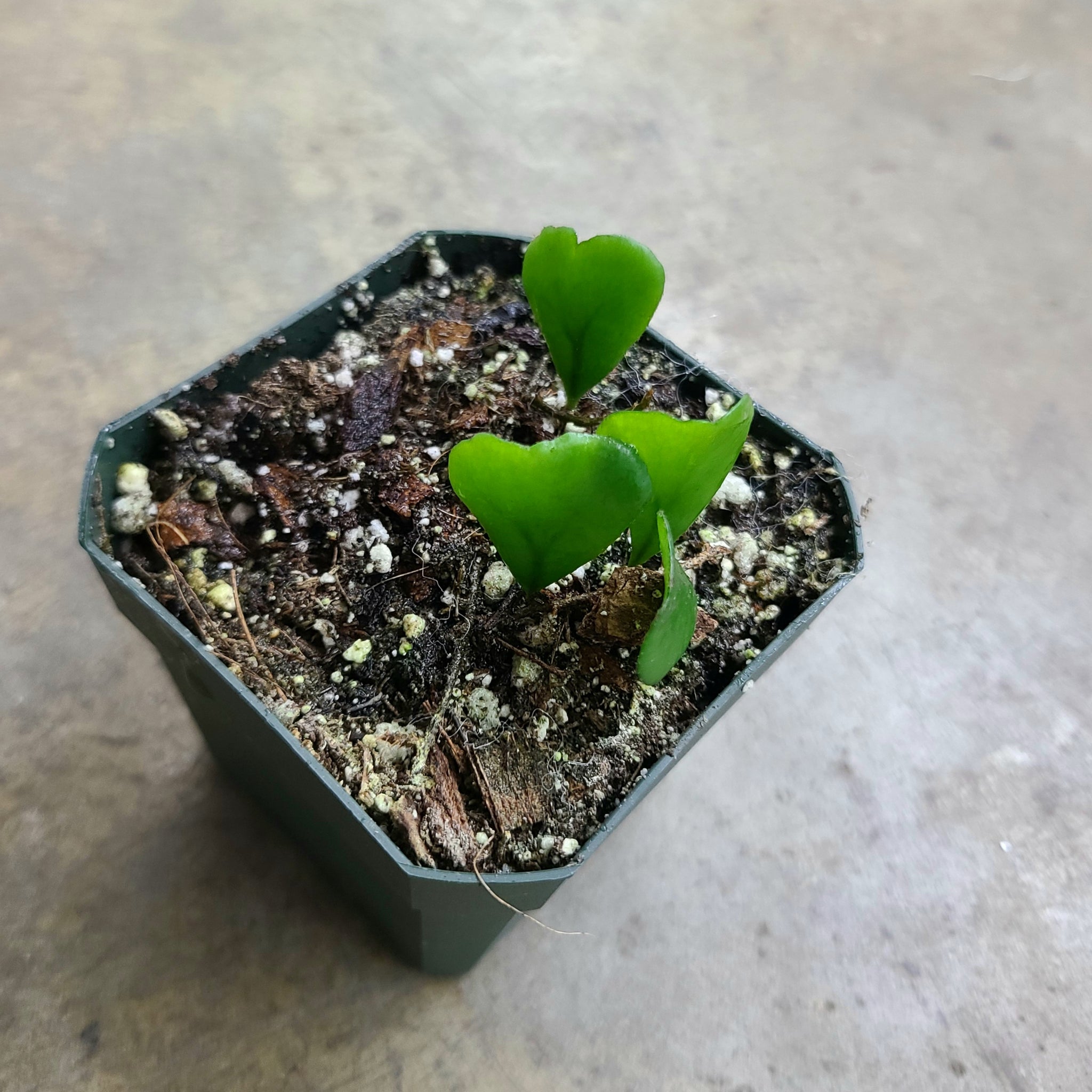 Micro Ferns — FrogDaddy